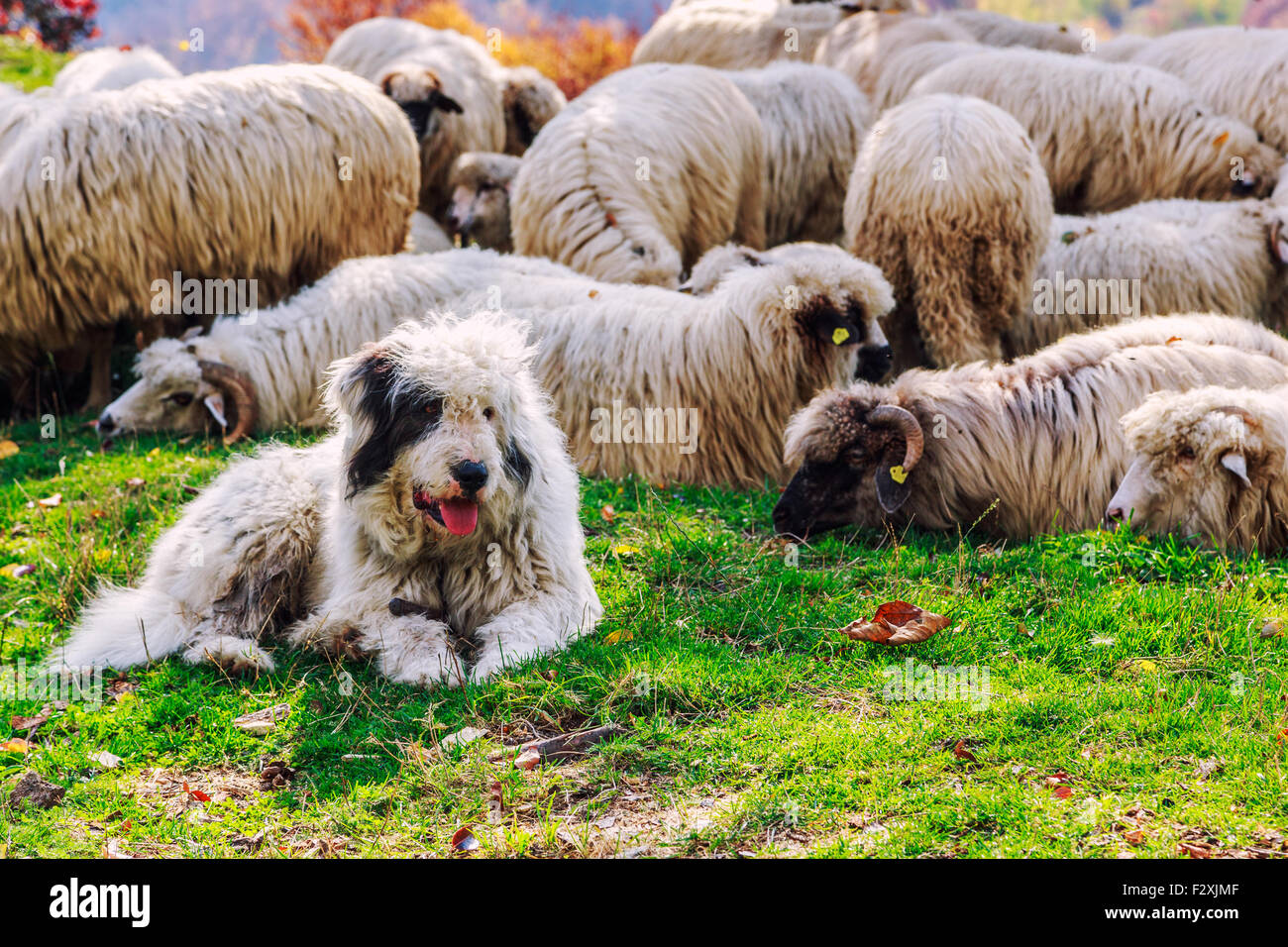 Dogs guard sheep on mountain hi-res stock photography and images - Alamy
