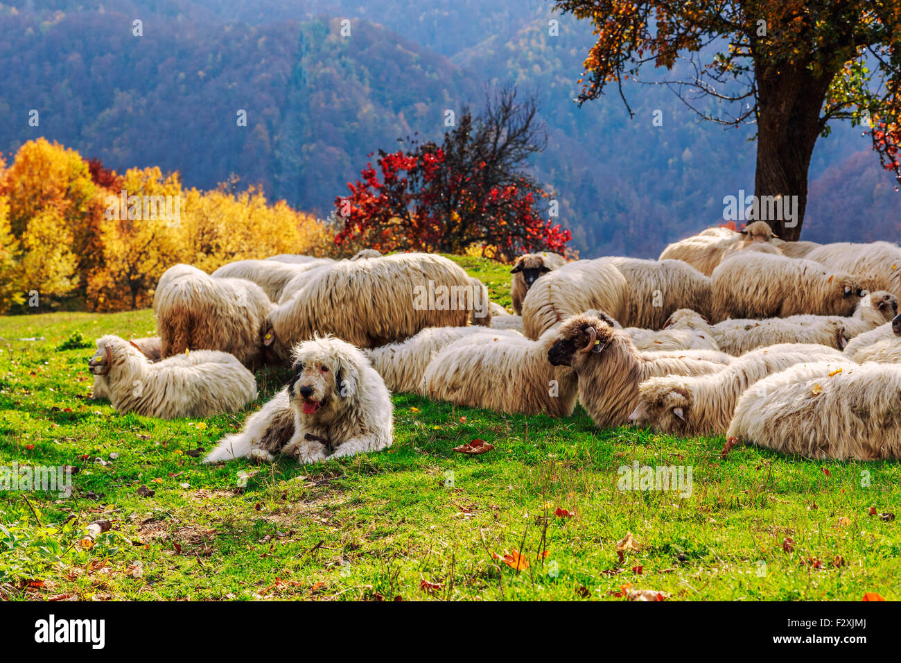 Dogs guard sheep on mountain hi-res stock photography and images - Alamy