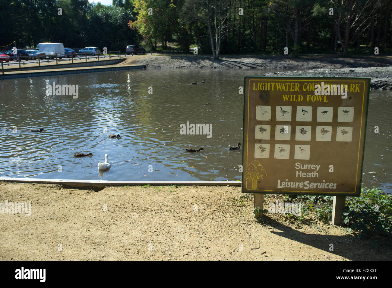 Duck pond at Lightwater Country Park, Surrey Stock Photo - Alamy