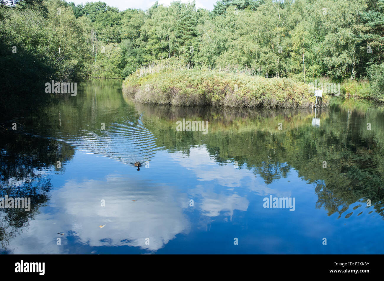 Pond at Lightwater Country Park, Surrey Stock Photo - Alamy