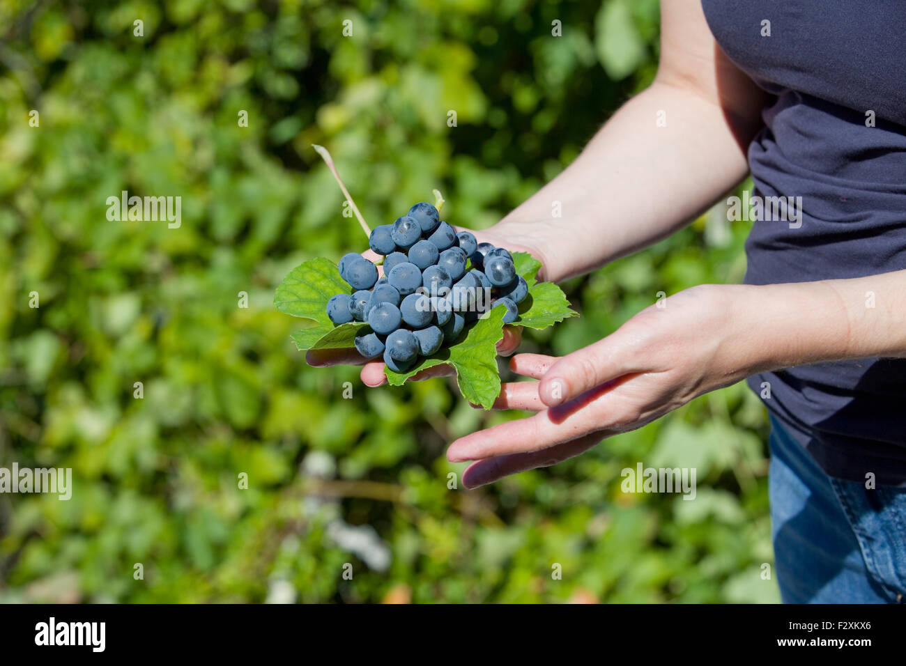 hands holding fresh bunch of grapes in the vineyard Stock Photo - Alamy