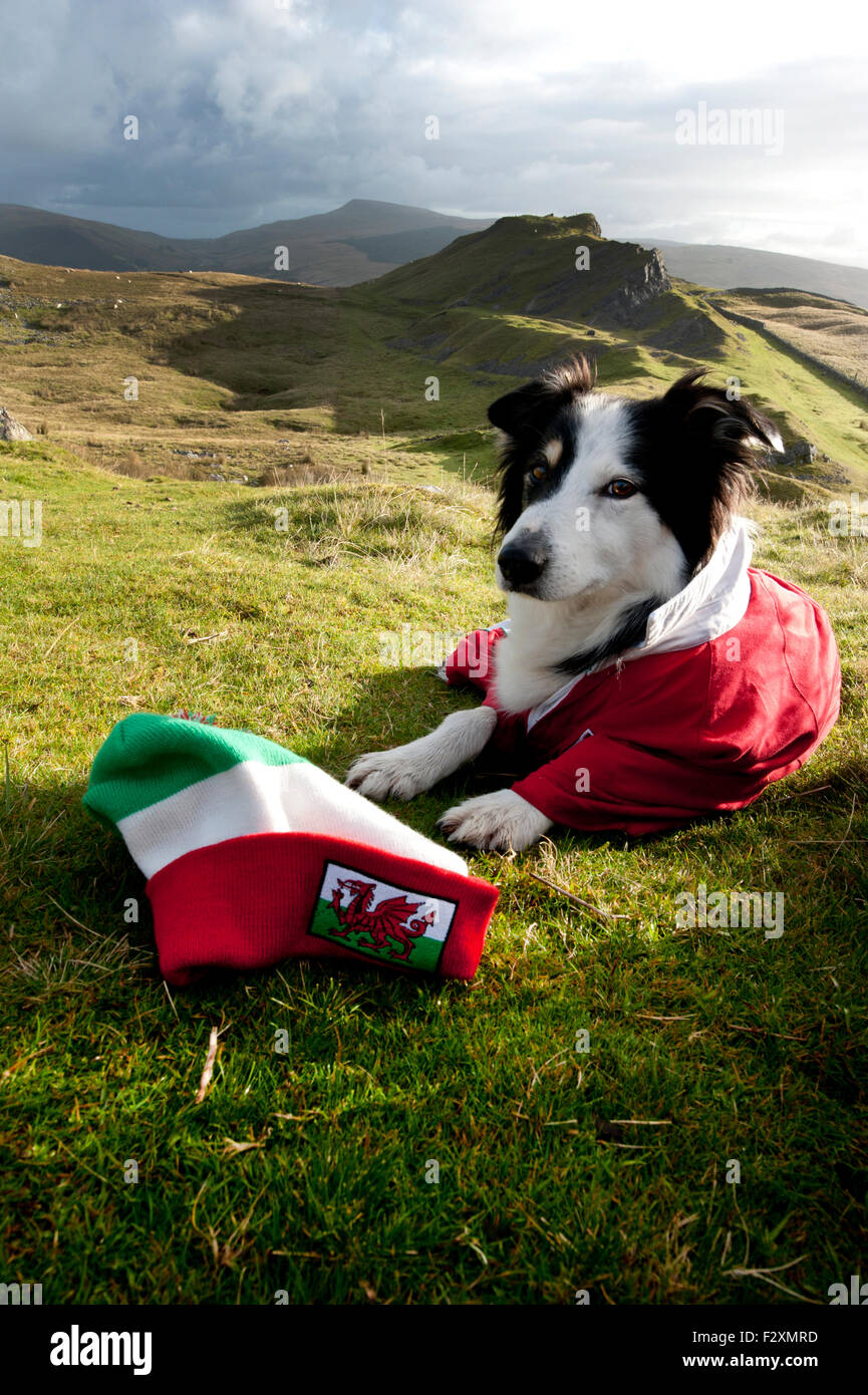 Brecon Beacons National Park, Wales, UK. 25th September, 2015. A Welsh ...