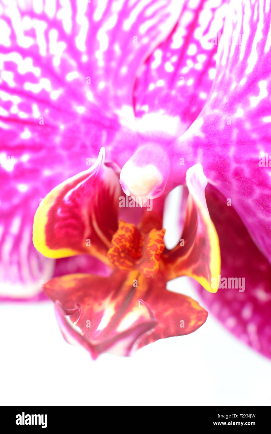 Macro Closeup of Orchid's Lip, Column and Throat Isolated on White ...