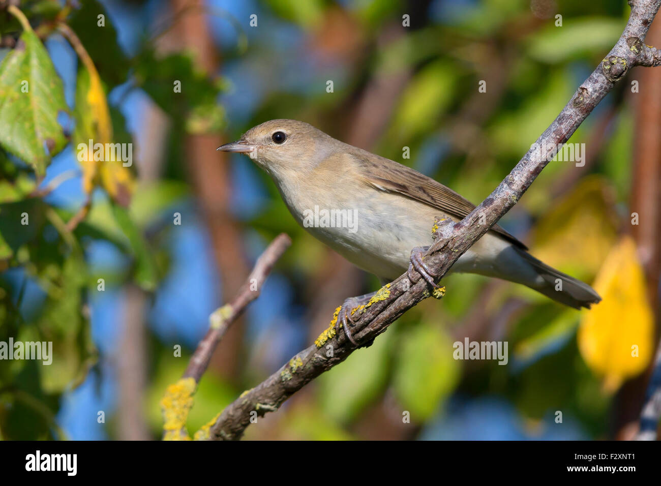 Garden Warbler, Perched on a branch, Campania, Italy (Sylvia borin ...