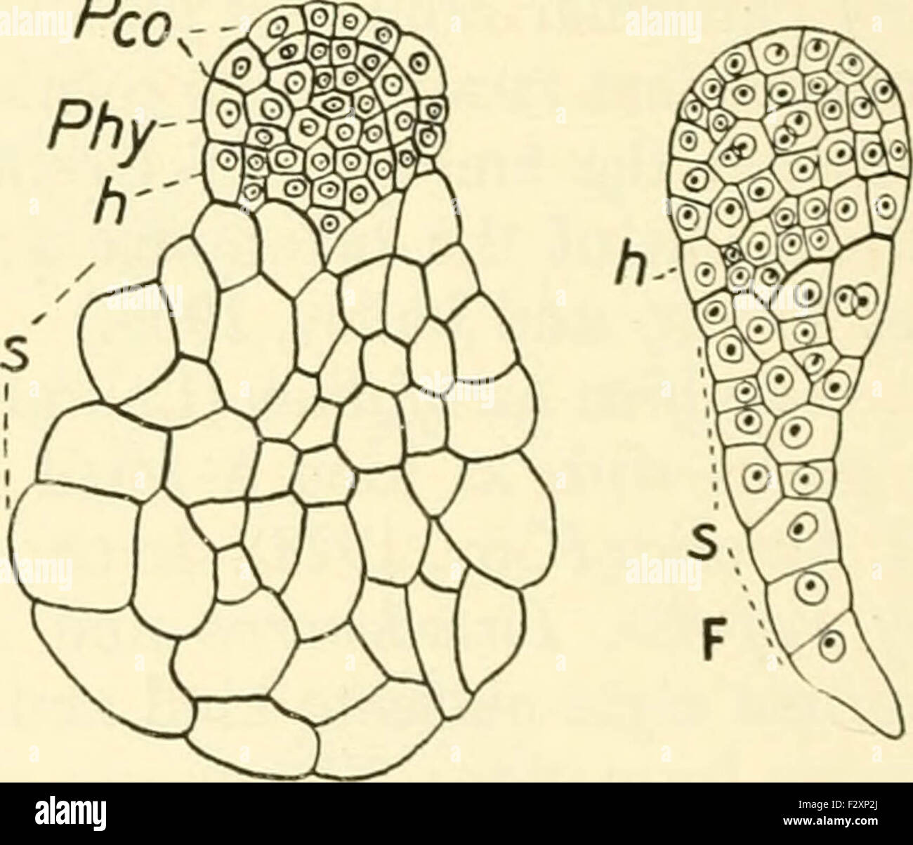 Embryogenesis in plants Stock Photo - Alamy