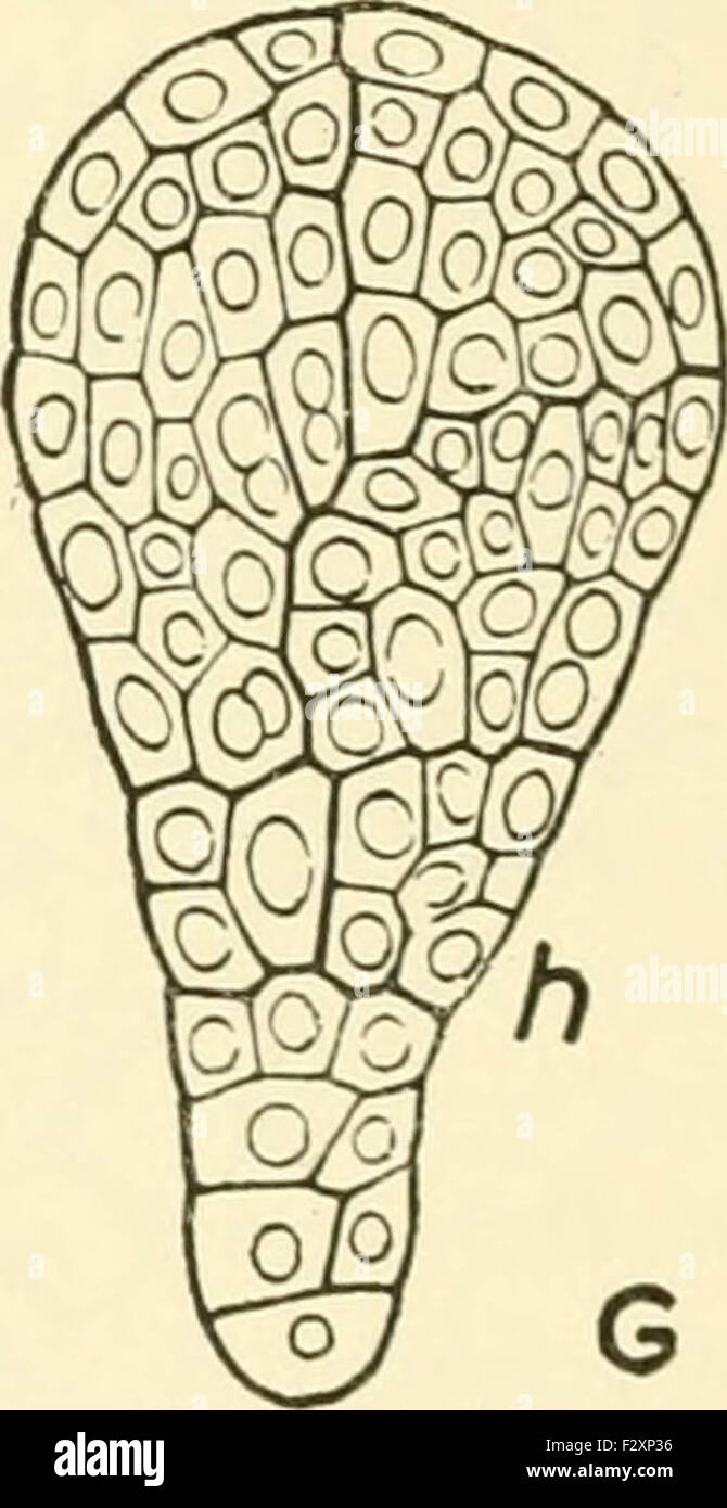 Embryogenesis in plants Stock Photo - Alamy