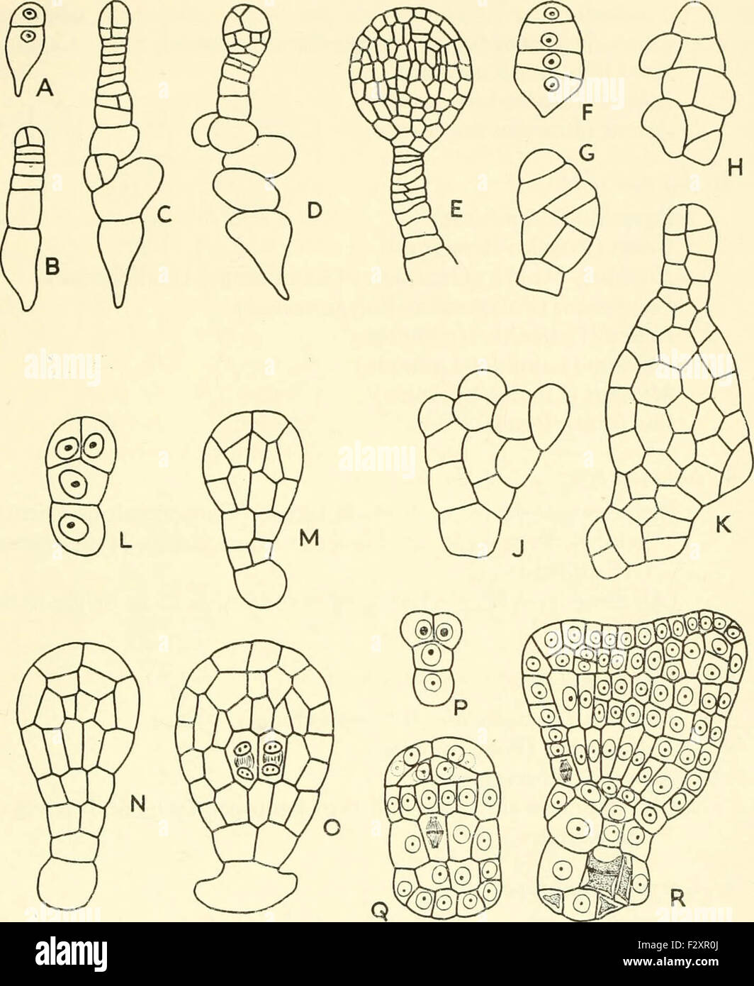 Embryogenesis in plants Stock Photo - Alamy
