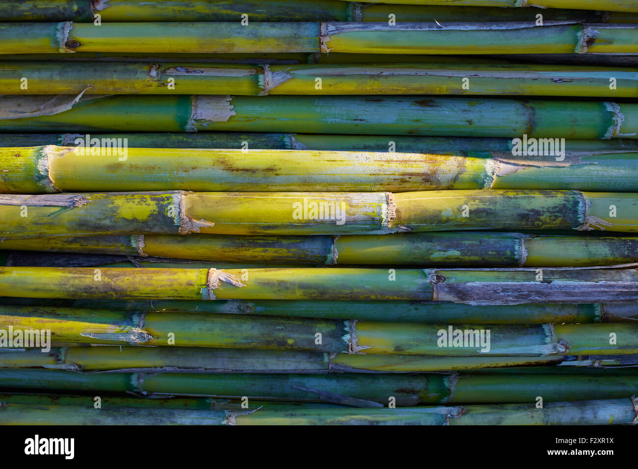 River green cane harvest texture pattern background in Valencia Parc de ...
