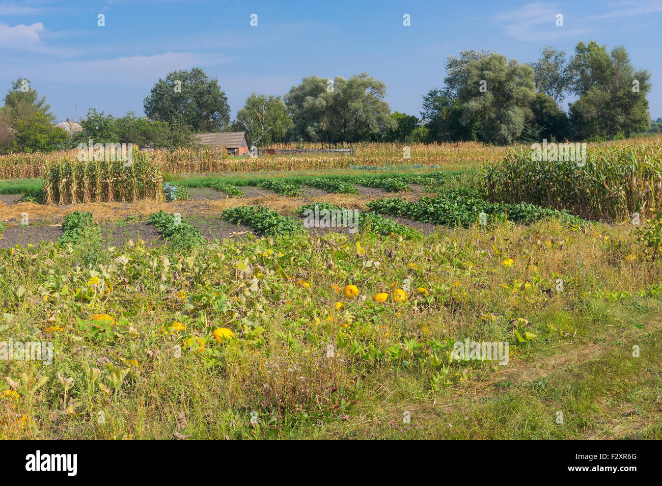 Ukrainian country landscape with vegetable garden in rural area at ...