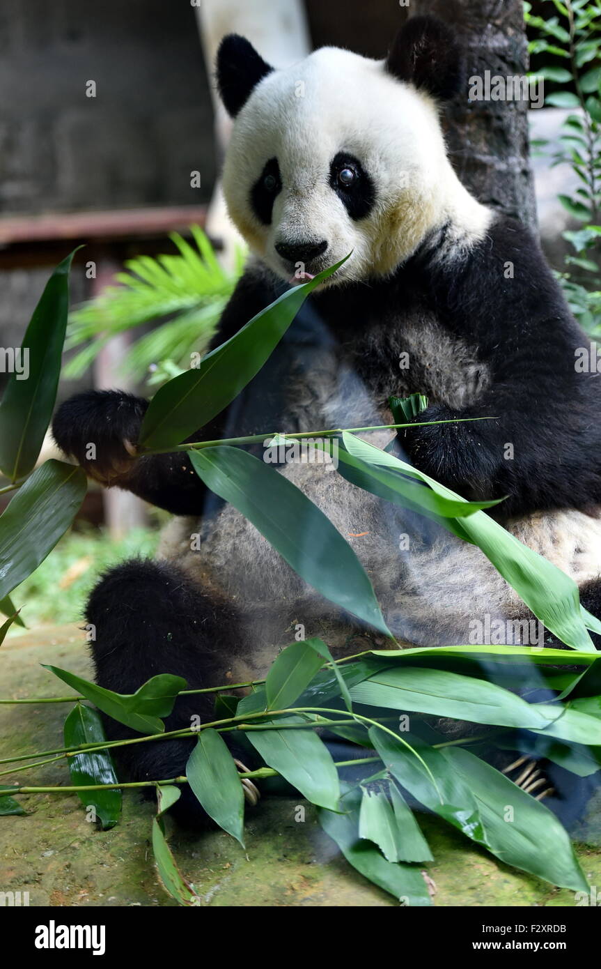 Beijing, China's Fujian Province. 25th Sep, 2015. Giant Panda "Ba Si ...