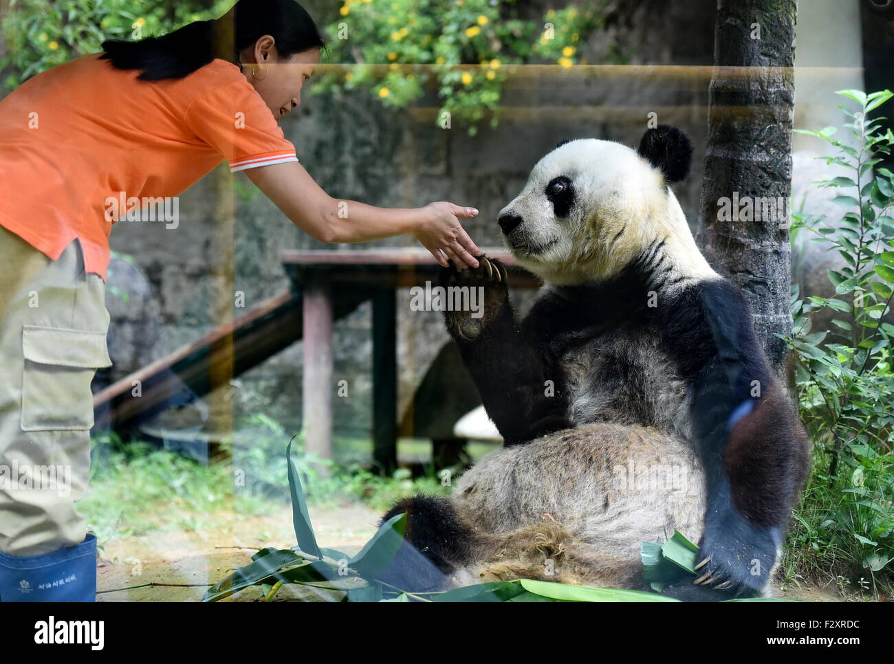 Beijing, China's Fujian Province. 25th Sep, 2015. Breeder feeds Giant ...