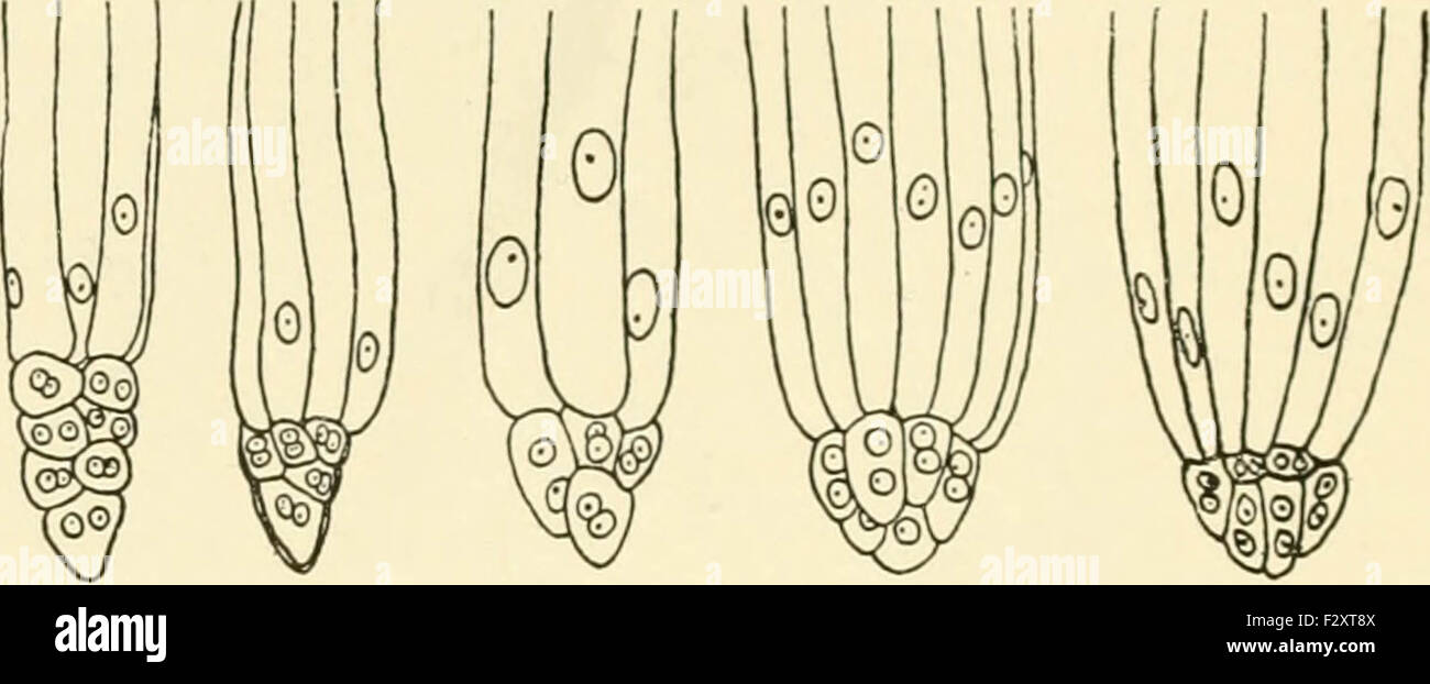 Embryogenesis in plants Stock Photo - Alamy