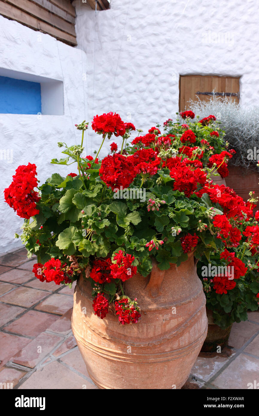 Mediterranean pot plants hi-res stock photography and images - Alamy