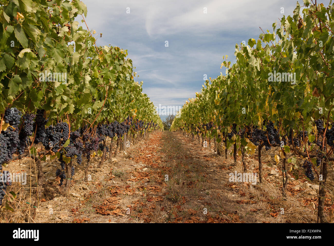 Land cultivated with vineyards. Rows of red grapes in a vineyard before ...