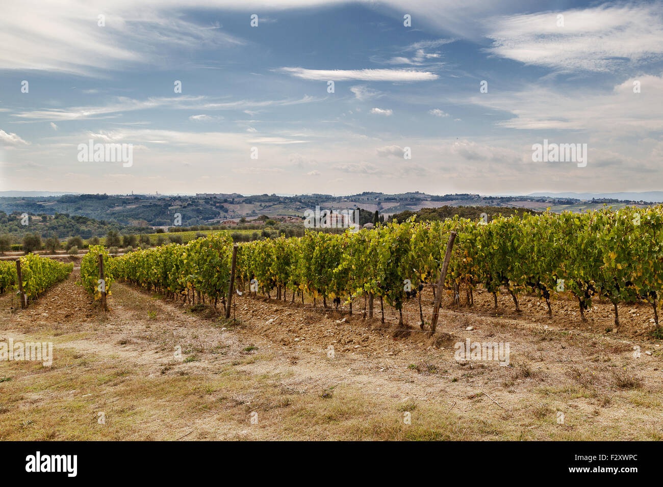 Field cultivated vineyards in the Chianti region of Tuscany, Italy ...