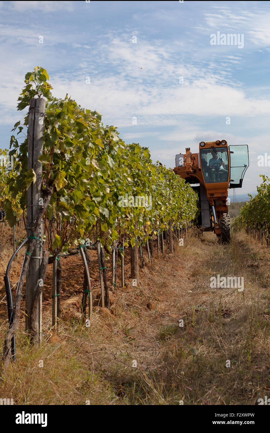 Mechanical harvesting grapes Stock Photo - Alamy