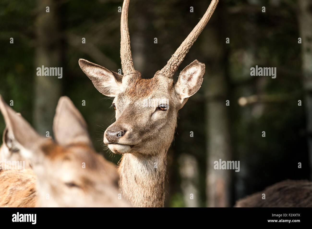 Deer profile hi-res stock photography and images - Alamy