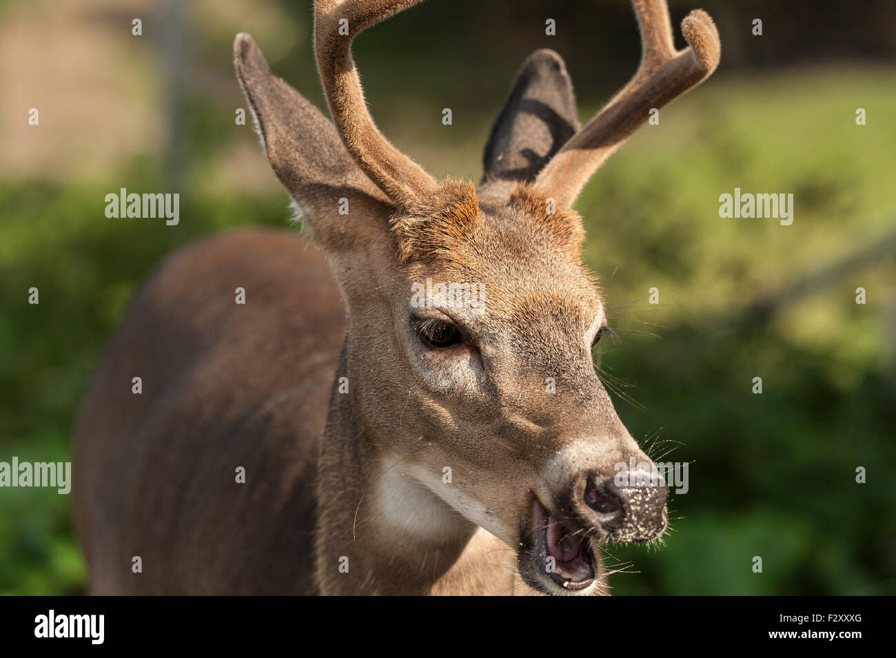 portrait of White-tailed deer with mouth open Stock Photo - Alamy