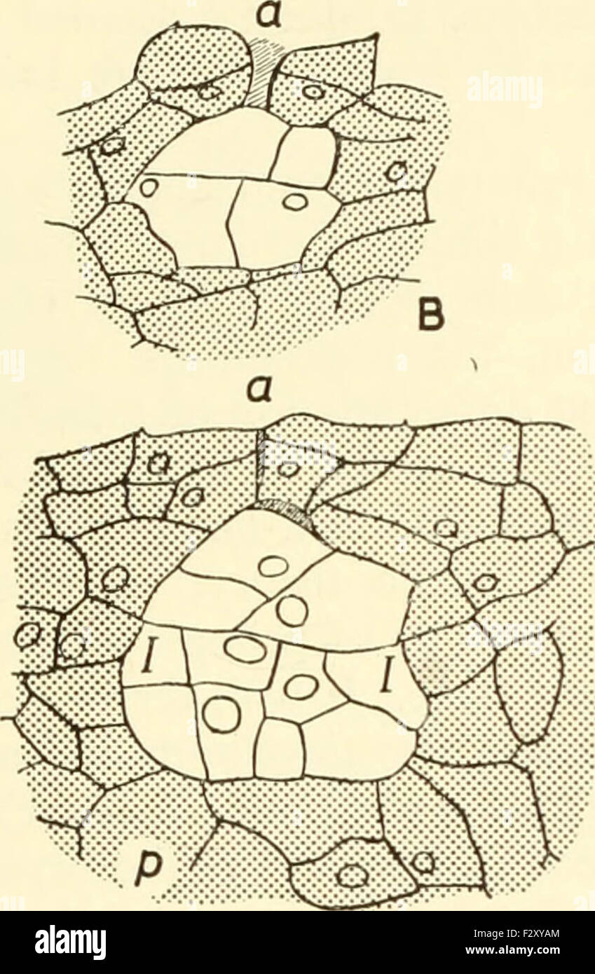 Embryogenesis in plants Stock Photo - Alamy