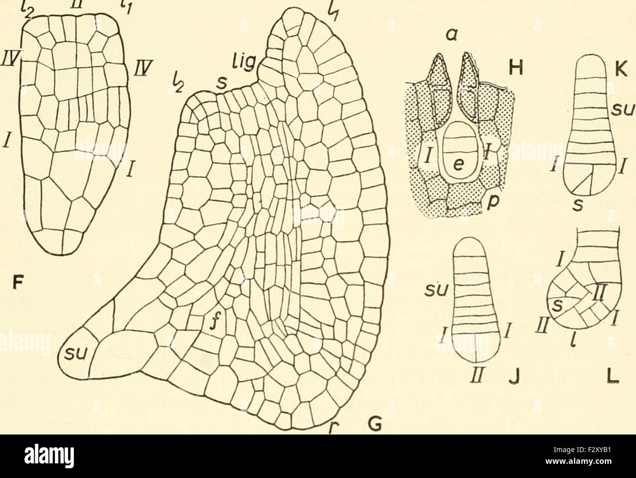 Embryogenesis in plants Stock Photo - Alamy