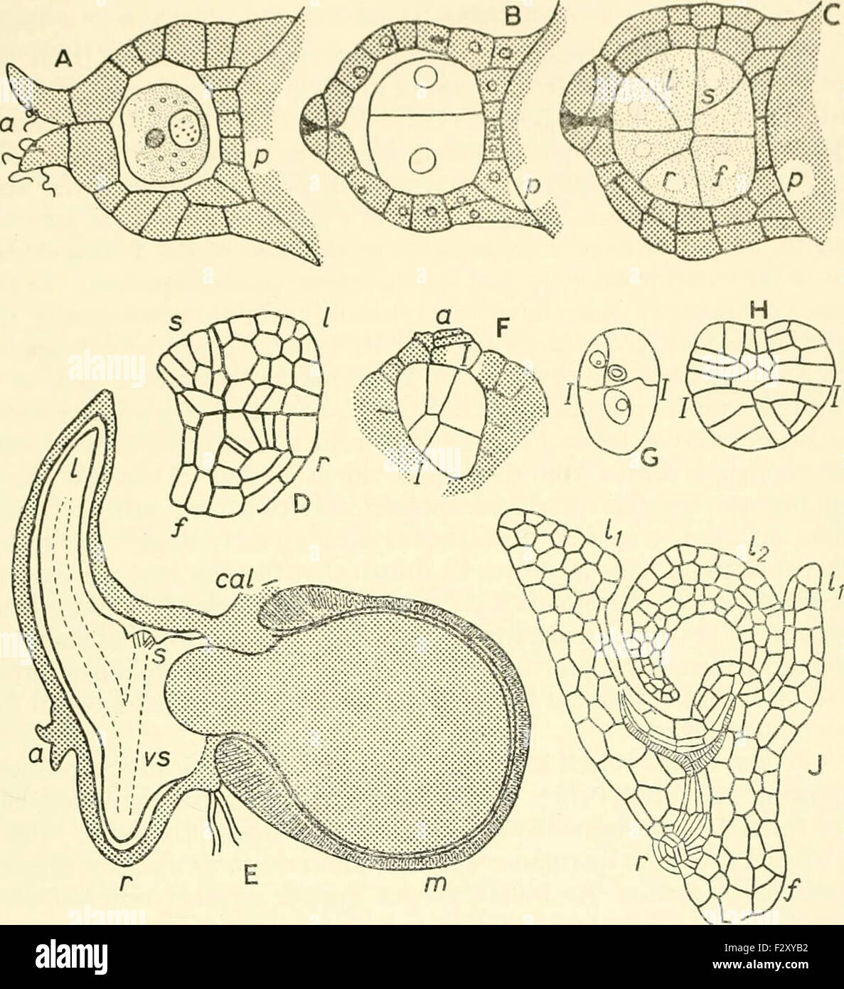 Embryogenesis in plants Stock Photo - Alamy