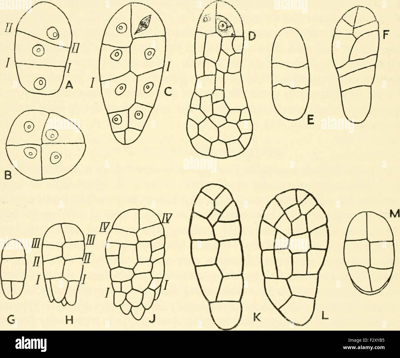 Embryogenesis in plants Stock Photo - Alamy