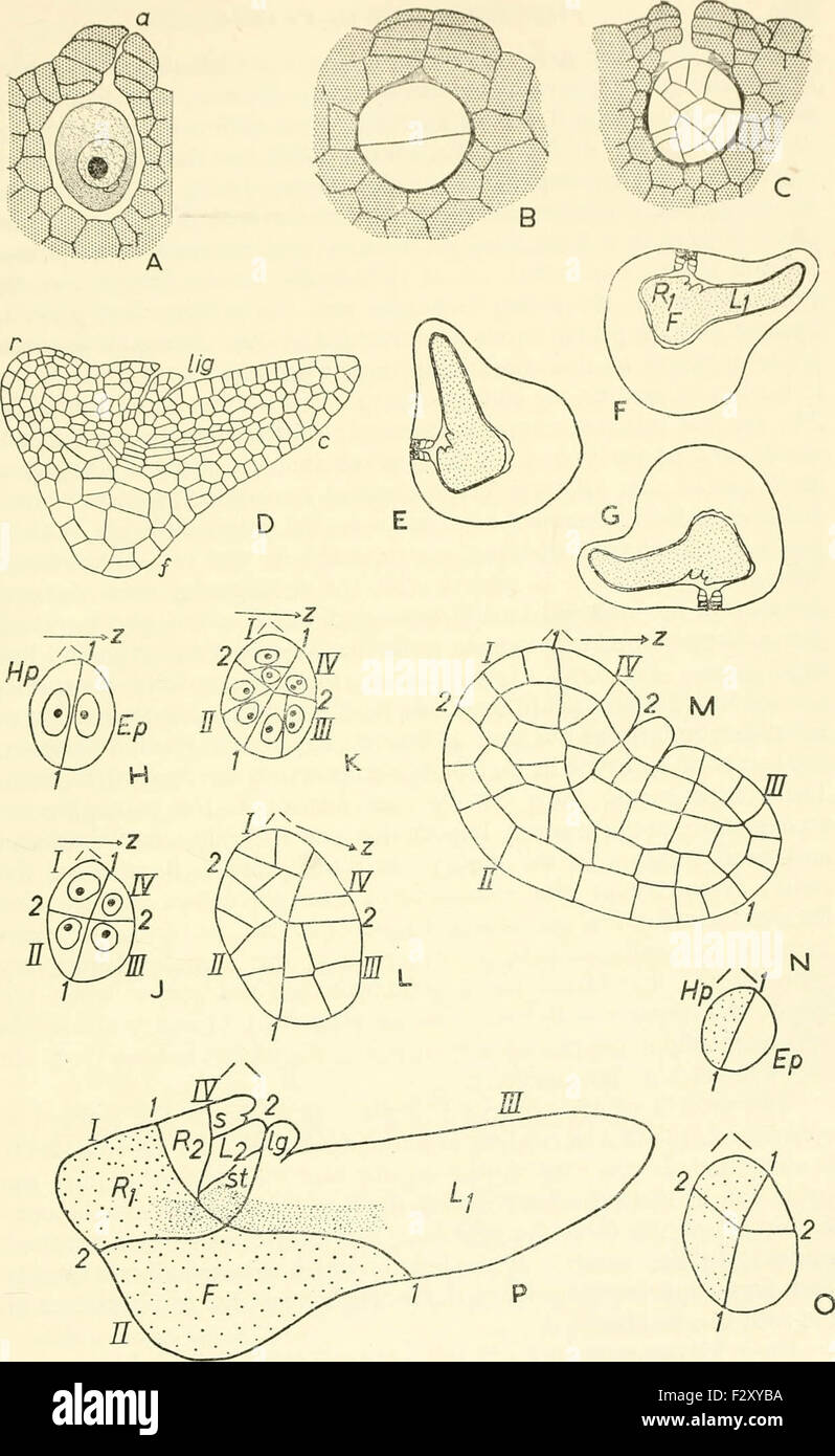 Embryogenesis in plants Stock Photo - Alamy