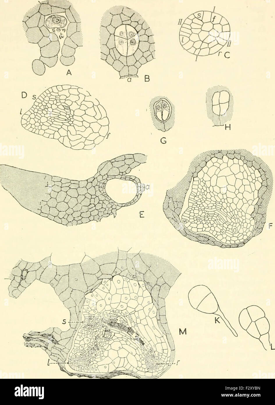 Embryogenesis in plants Stock Photo - Alamy
