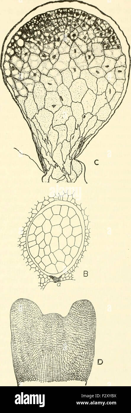 Embryogenesis in plants Stock Photo - Alamy