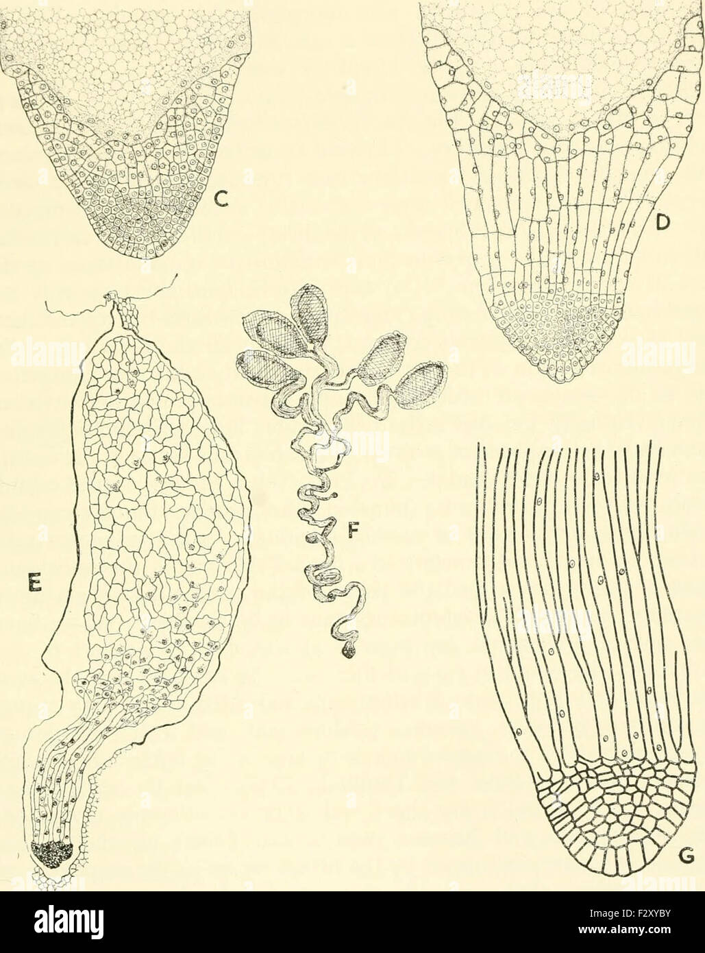 Embryogenesis in plants Stock Photo - Alamy