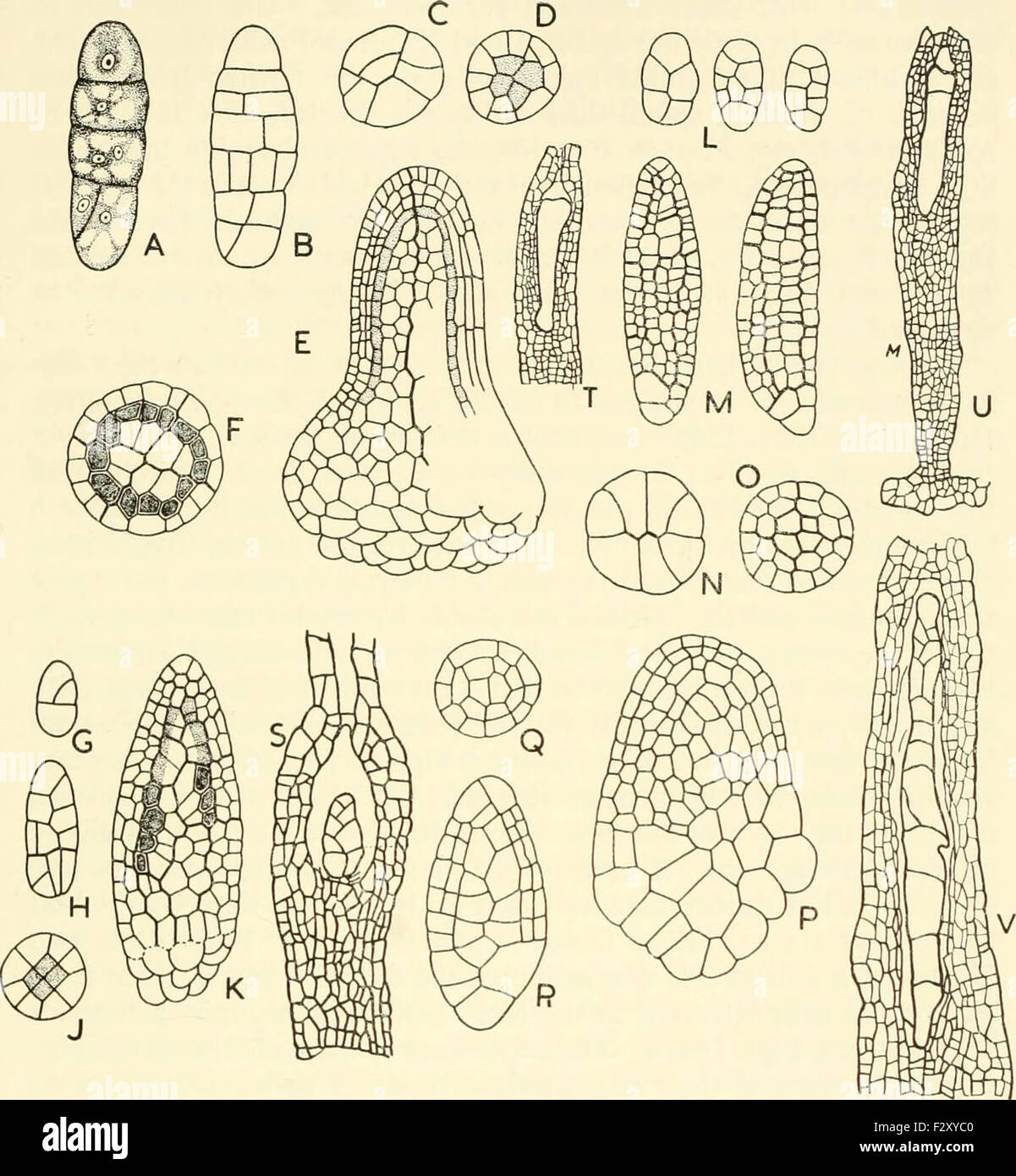 Embryogenesis in plants Stock Photo - Alamy