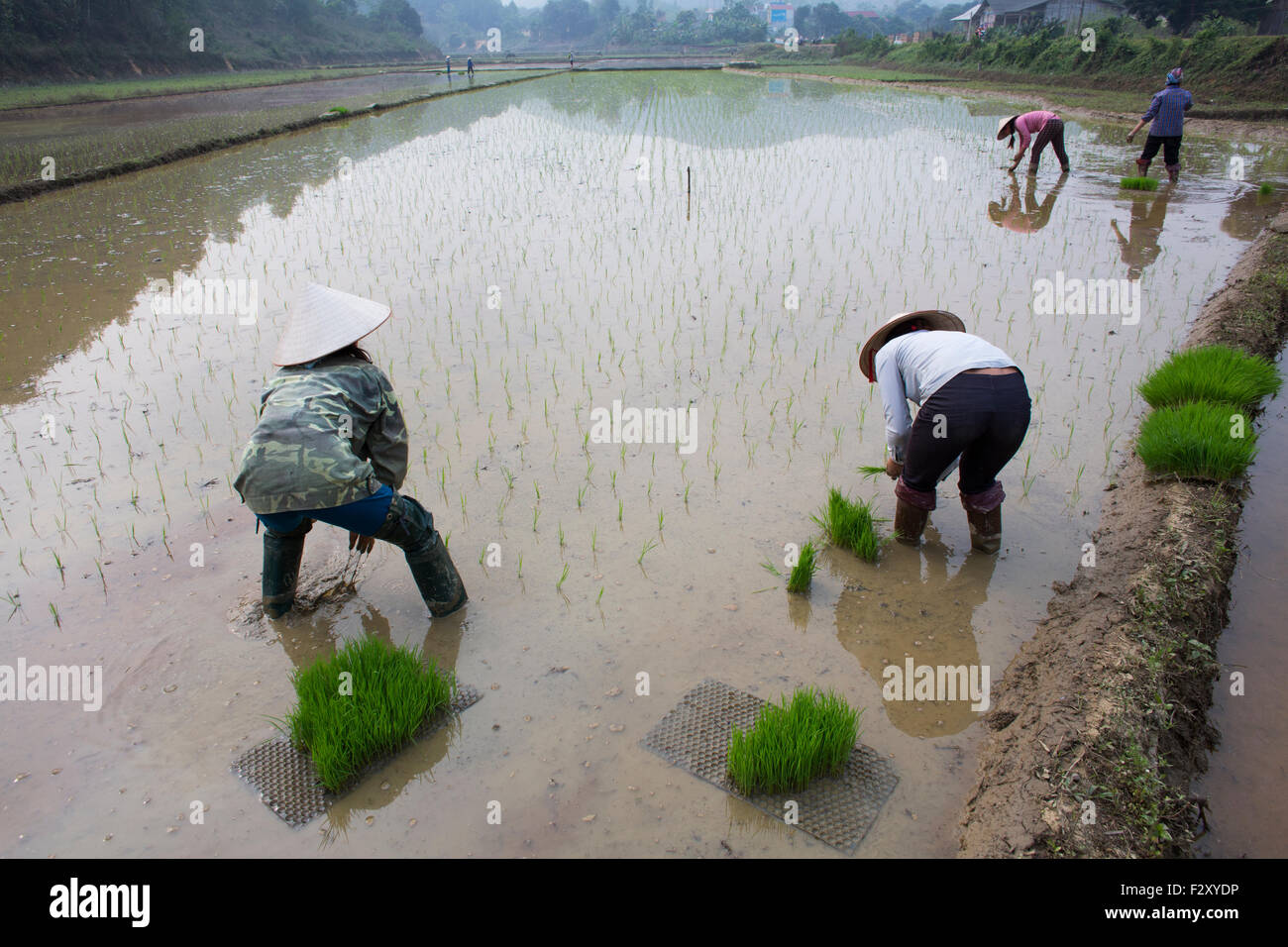 Wet Rice Cultivation Stock Photos & Wet Rice Cultivation Stock Images ...