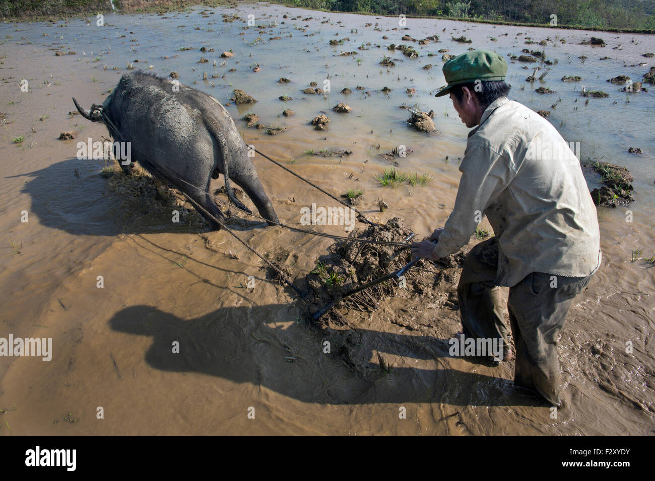 Farming cow ploughing field hi-res stock photography and images - Alamy