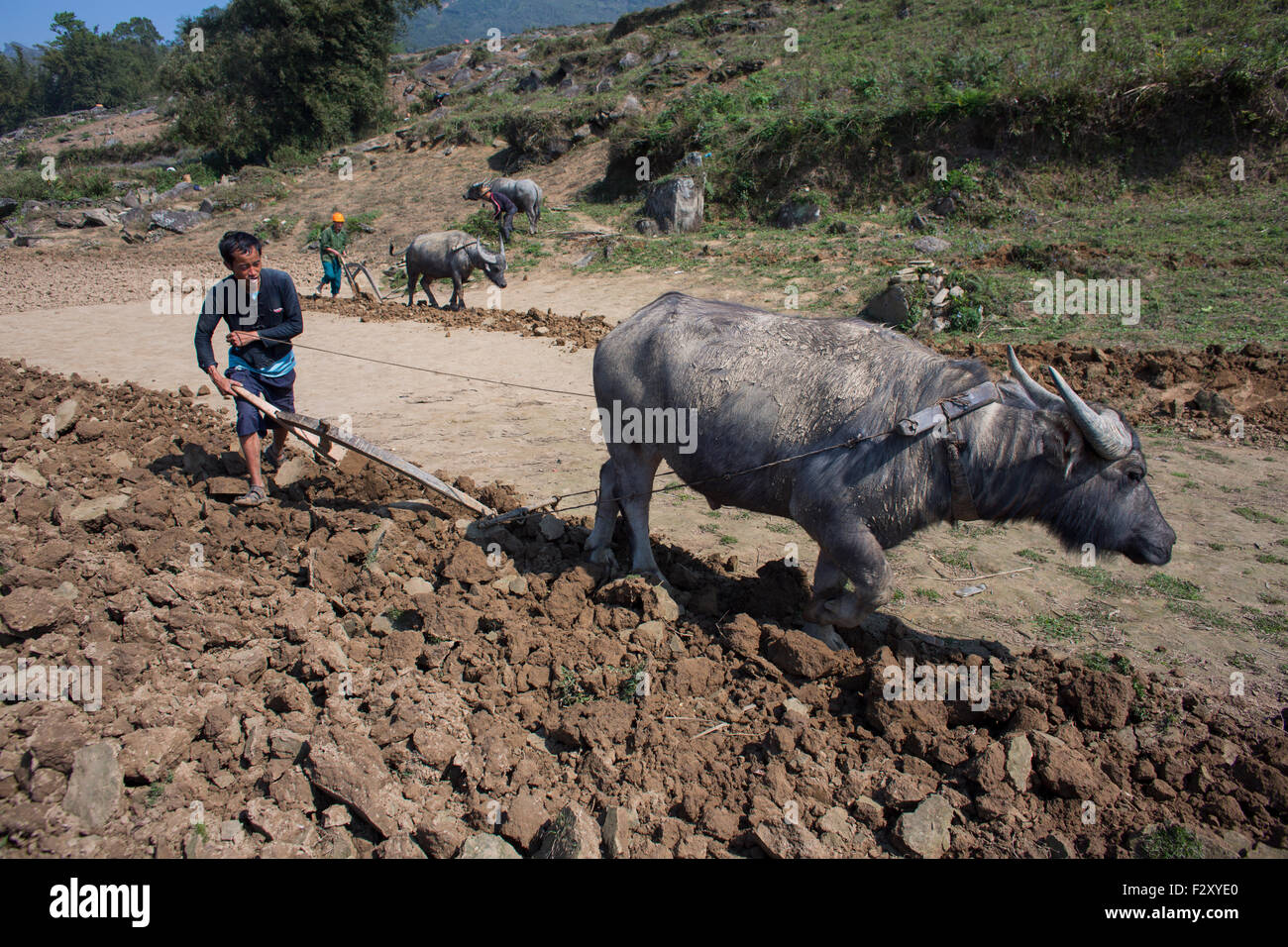 Farming cow ploughing field hi-res stock photography and images - Alamy