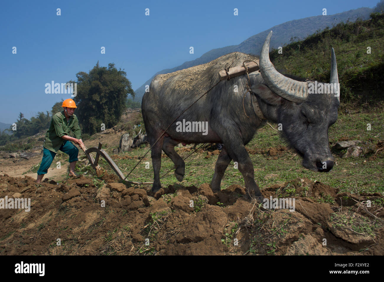 Farming plowing ox hi-res stock photography and images - Alamy