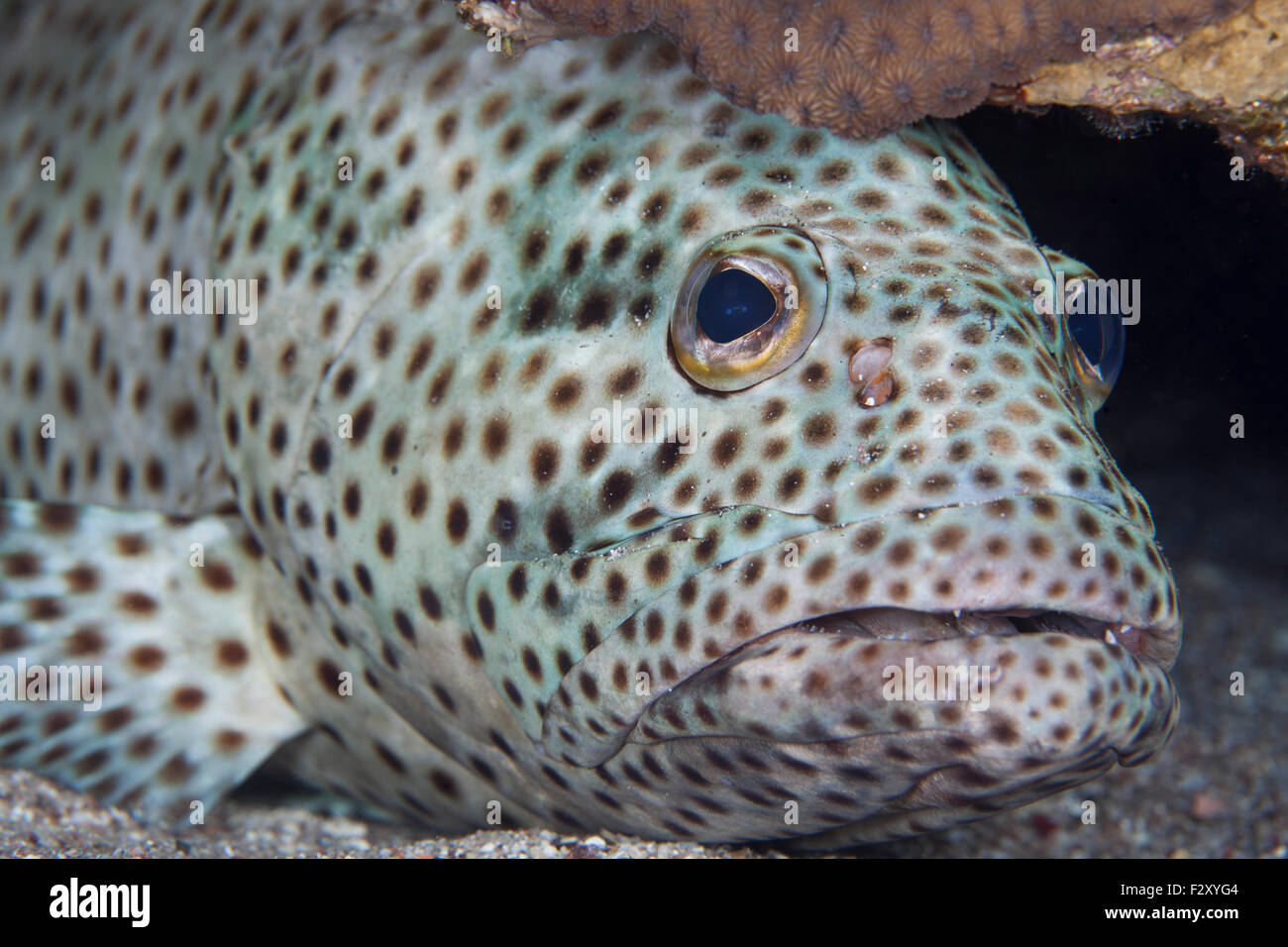 Greasy grouper hi-res stock photography and images - Alamy
