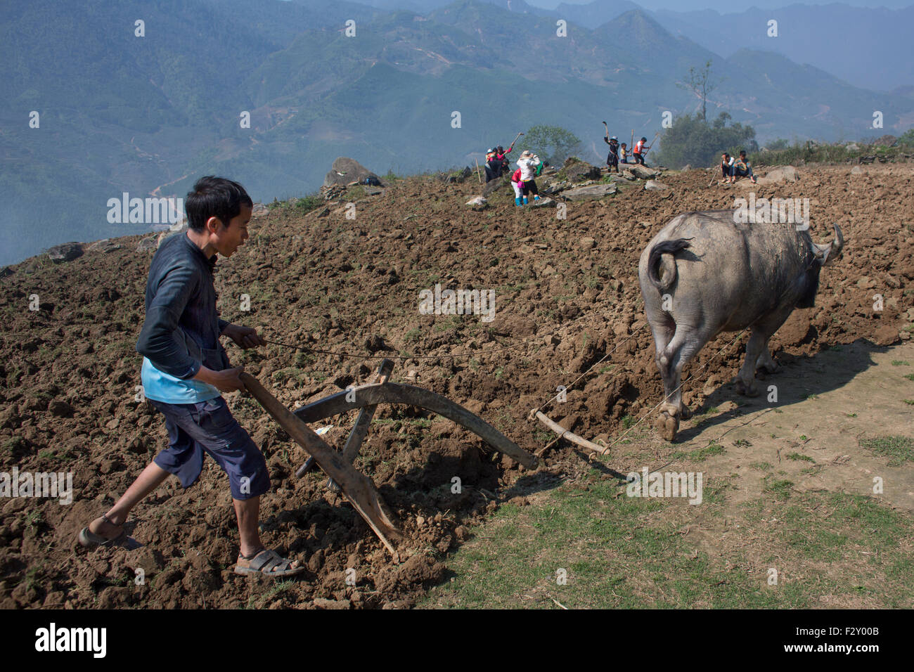 Cow plough hi-res stock photography and images - Alamy