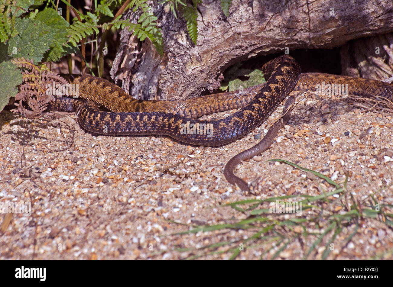 Baby adder hi-res stock photography and images - Alamy