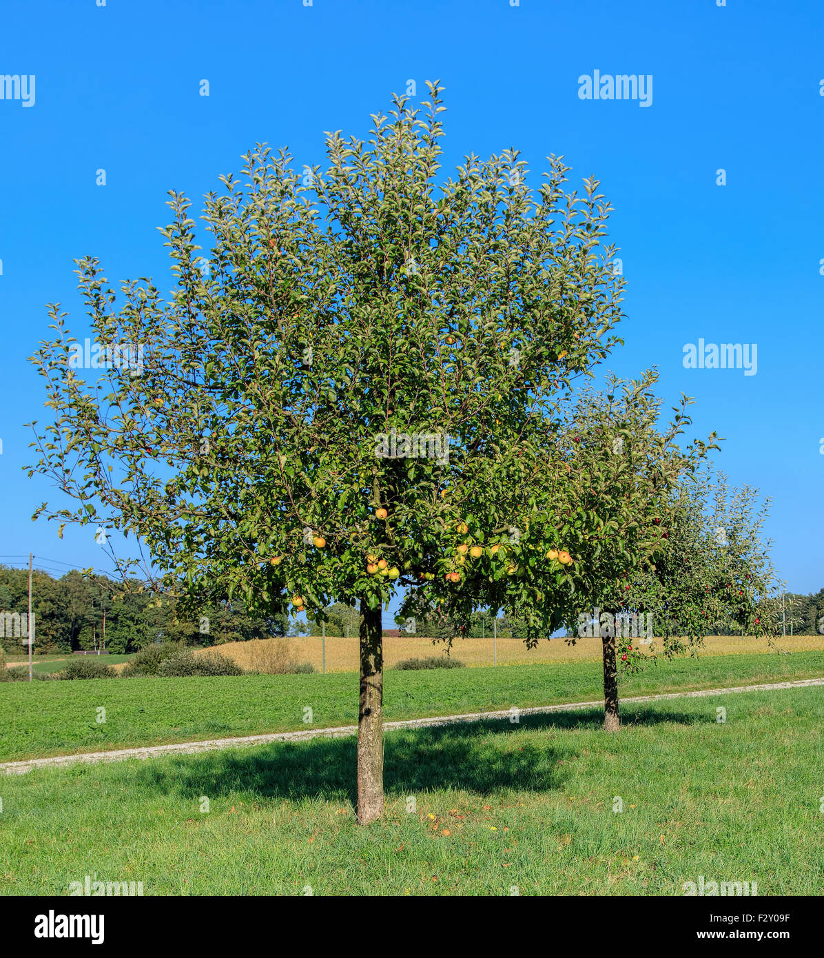 Apple trees in late September Stock Photo - Alamy