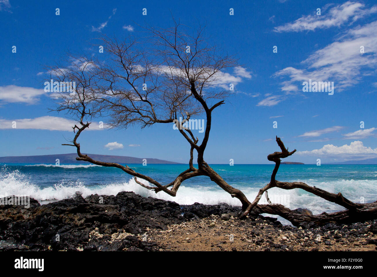 A dead tree on rocks along the shoreline at Kanahena Beach, Maui ...