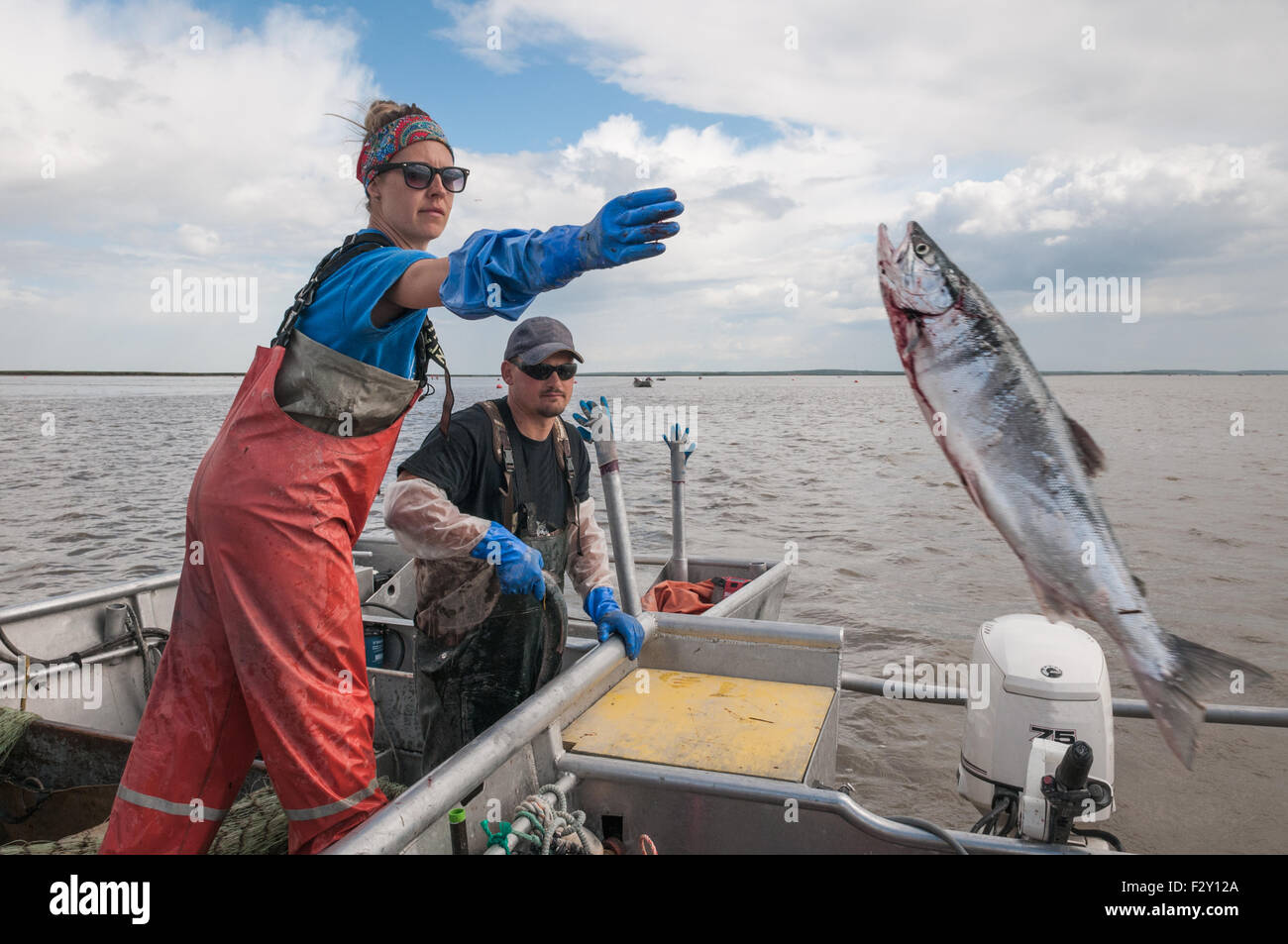 Fisherman tosses sockeye salmon. Graveyard Point, Bristol Bay, Alaska ...