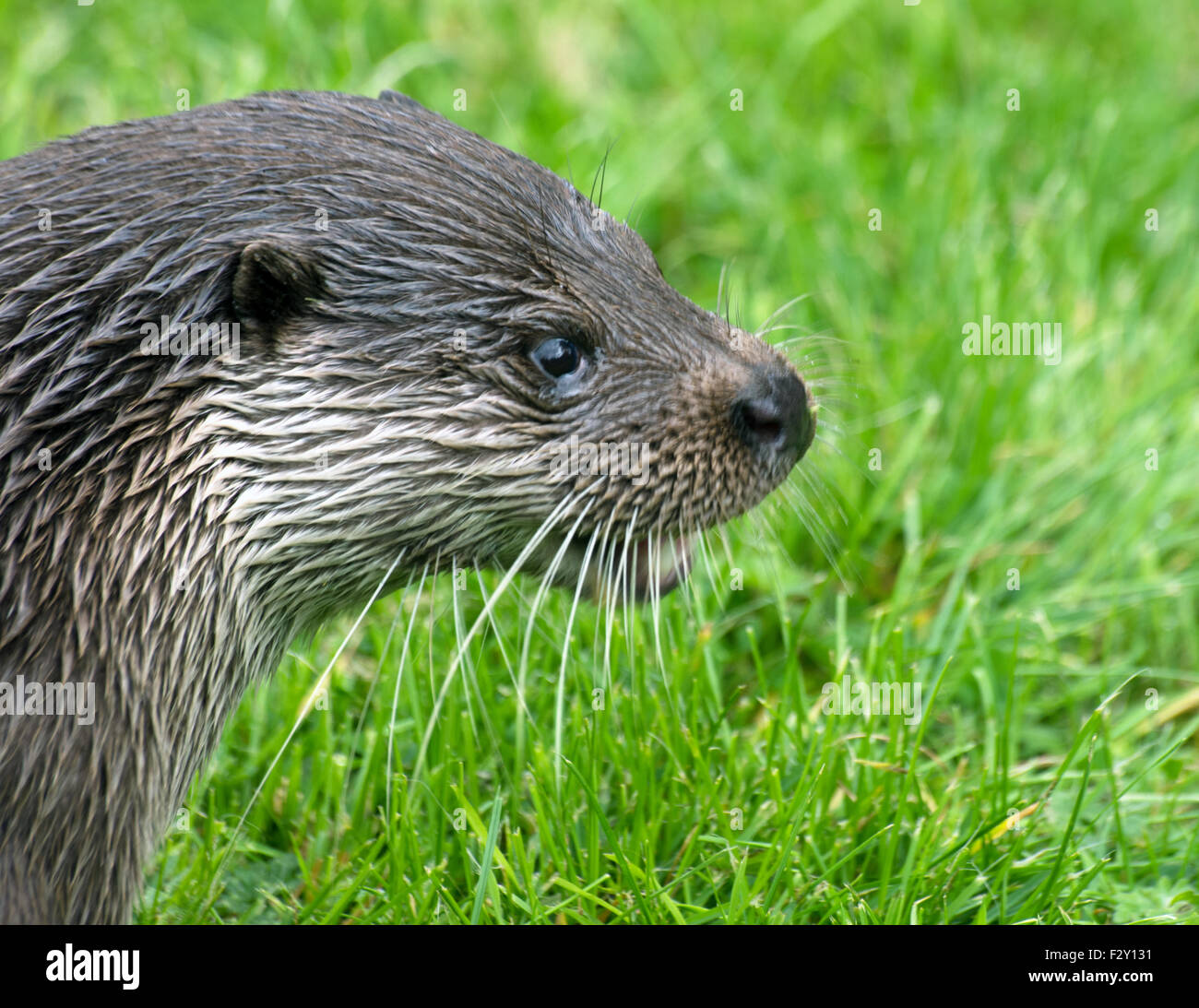 European British Otter, Lutra Lutra Stock Photo - Alamy