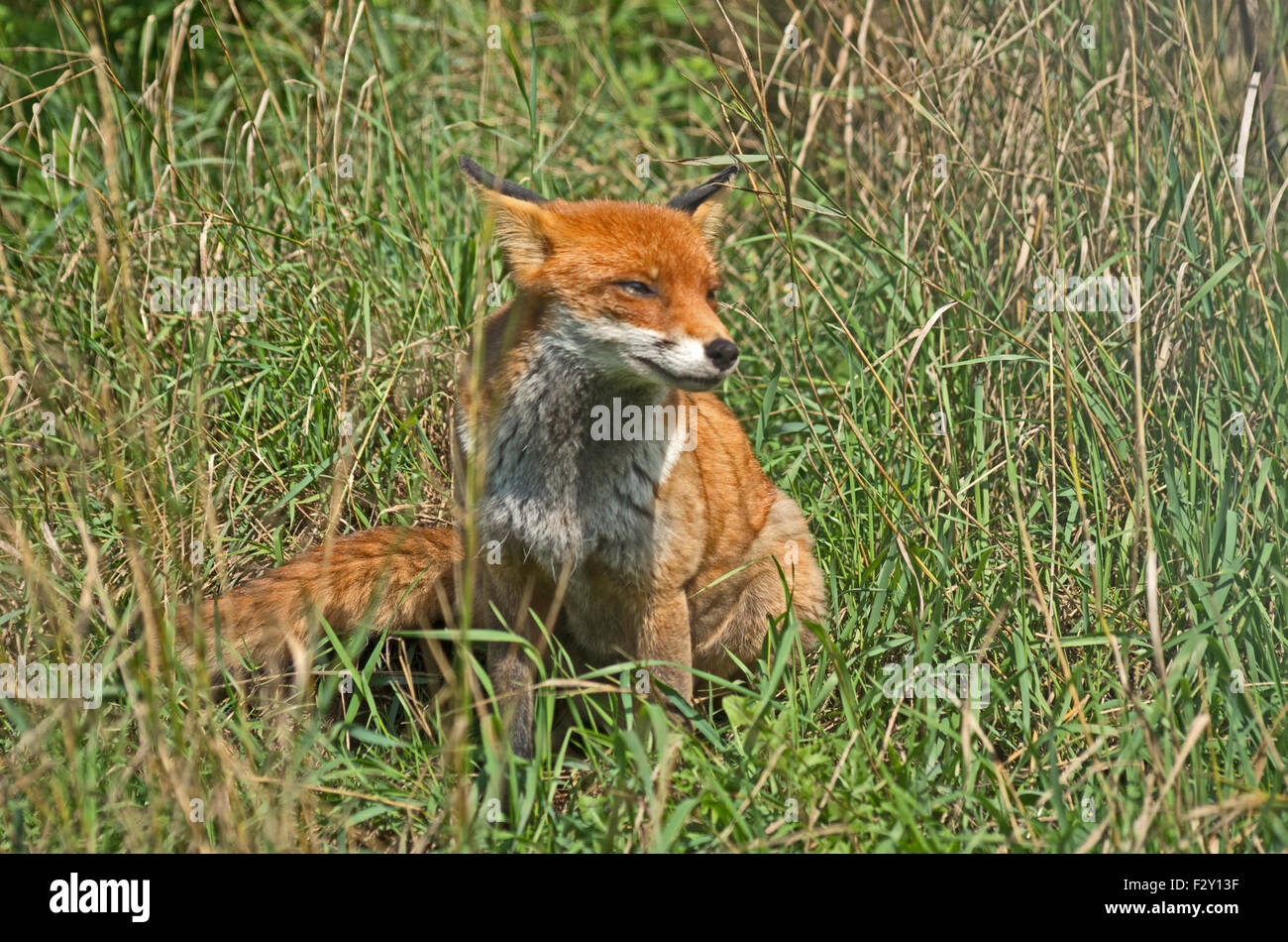 RED FOX Sit, Vulpes Vulpes, Surrey Stock Photo - Alamy