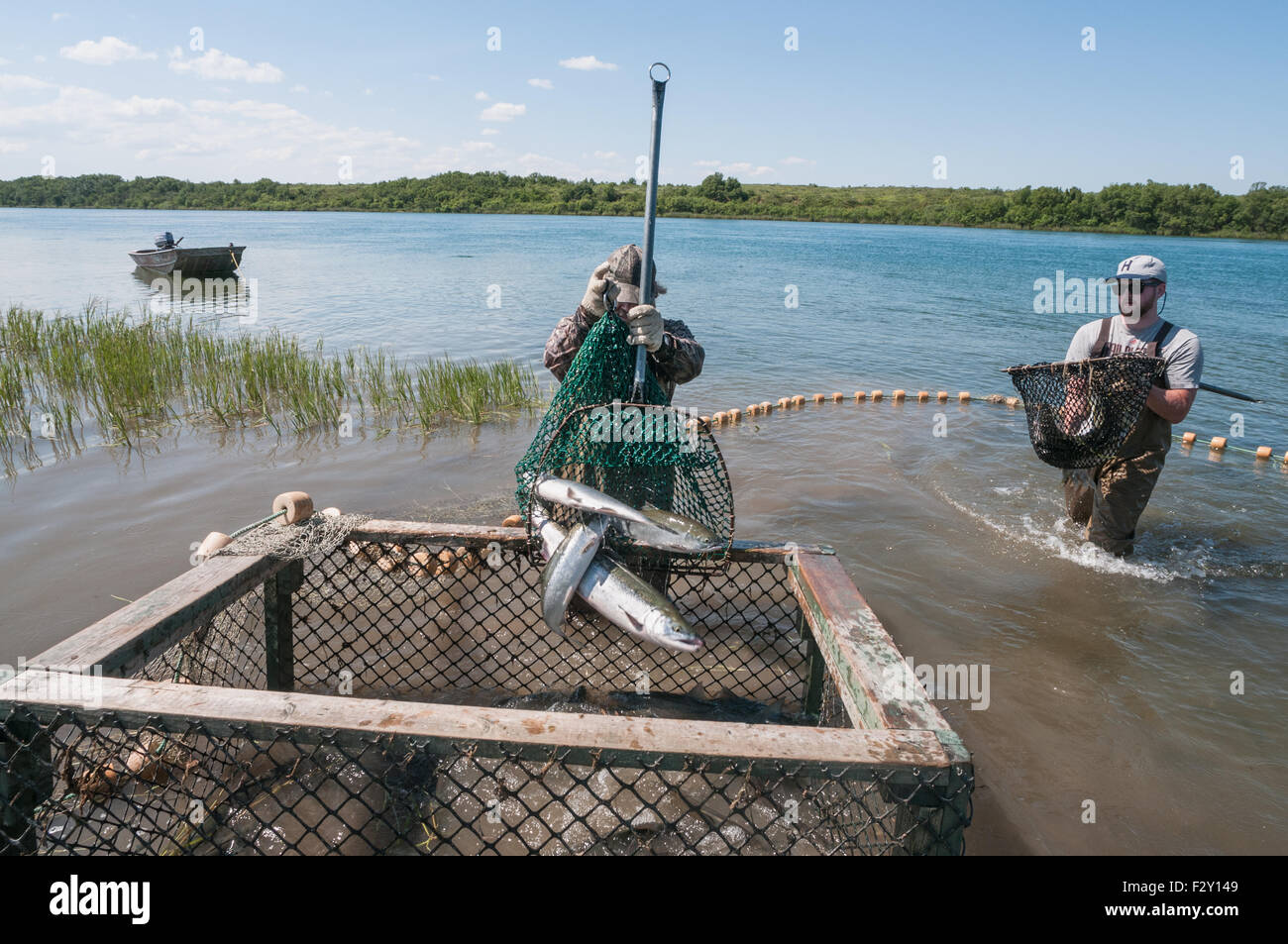 Biologists from Alaska Fish and Game catch and sample returning sockeye ...