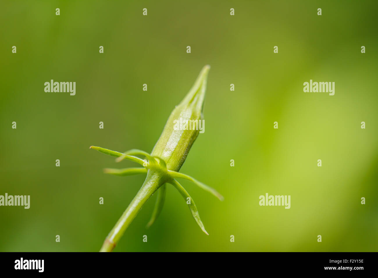 Not blooming hi-res stock photography and images - Alamy