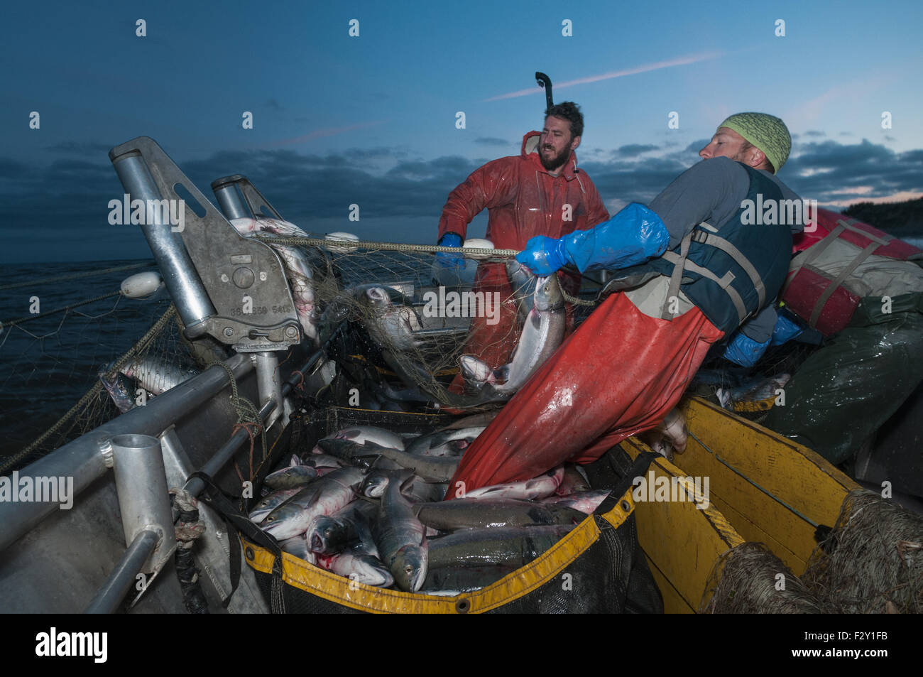Fishermen haul in set gill net to harvest sockeye salmon. Graveyard ...