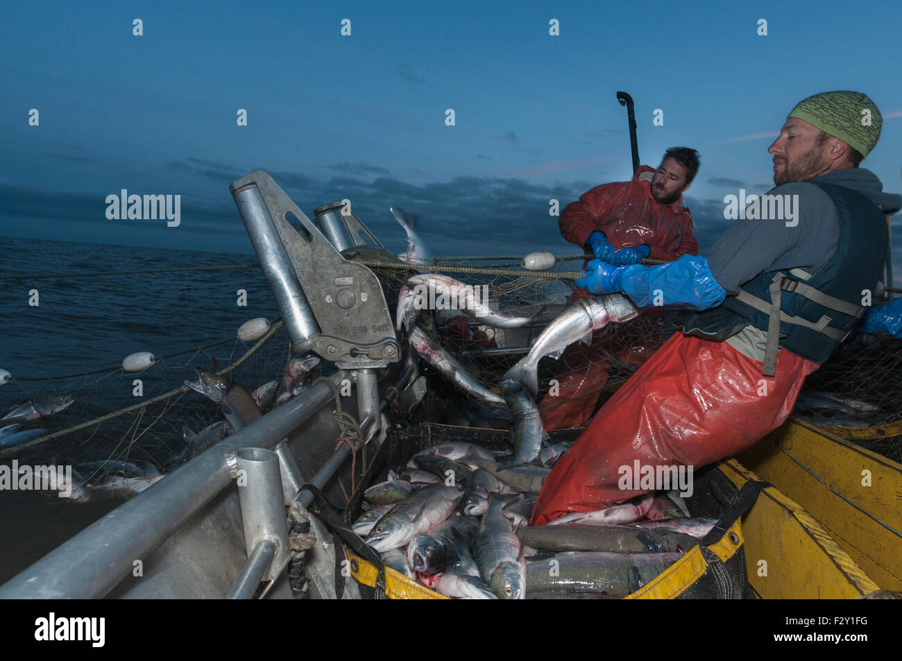 Fishermen haul in set gill net to harvest sockeye salmon. Graveyard ...