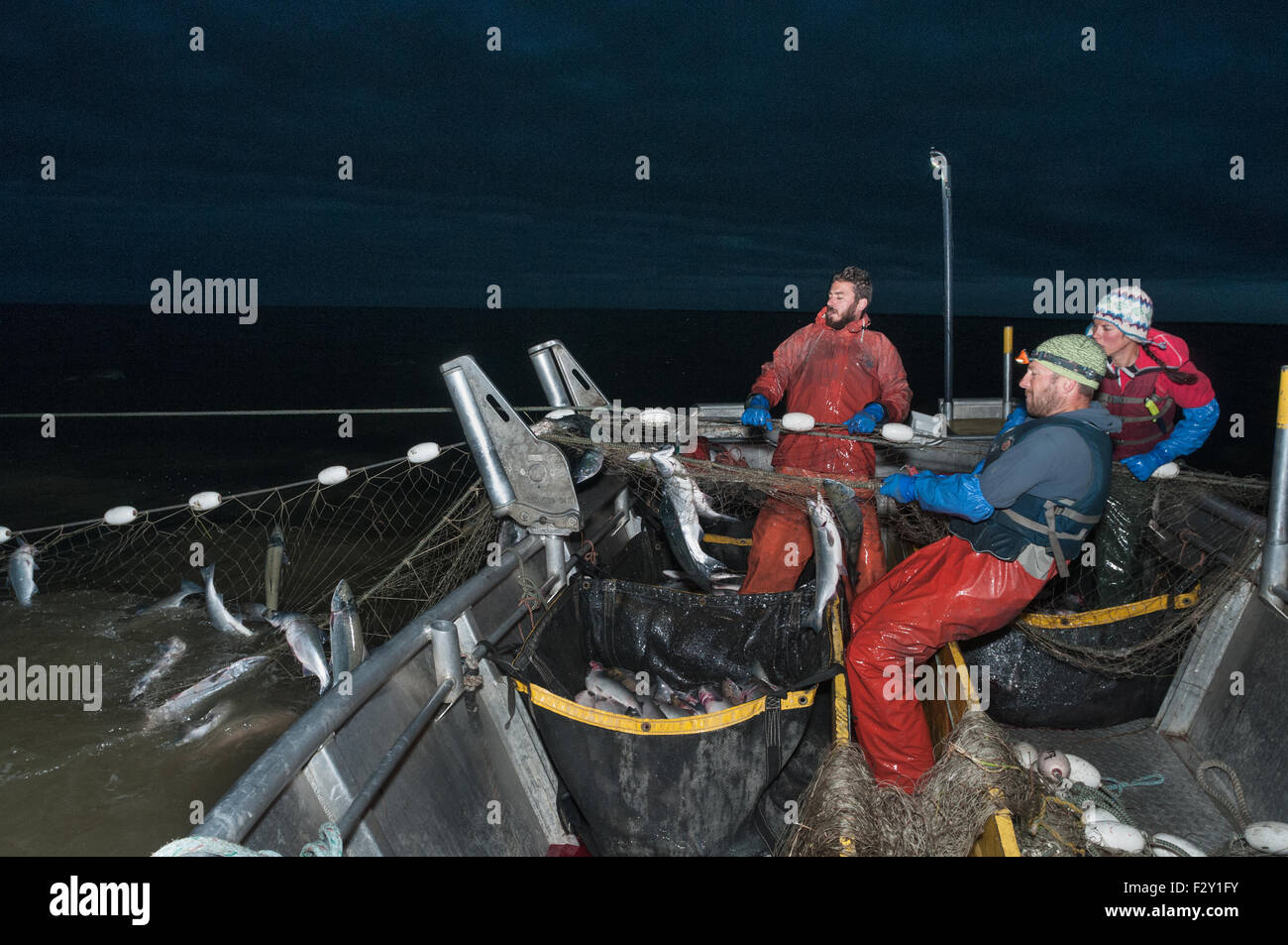 Fishermen haul in set gill net to harvest sockeye salmon. Graveyard ...