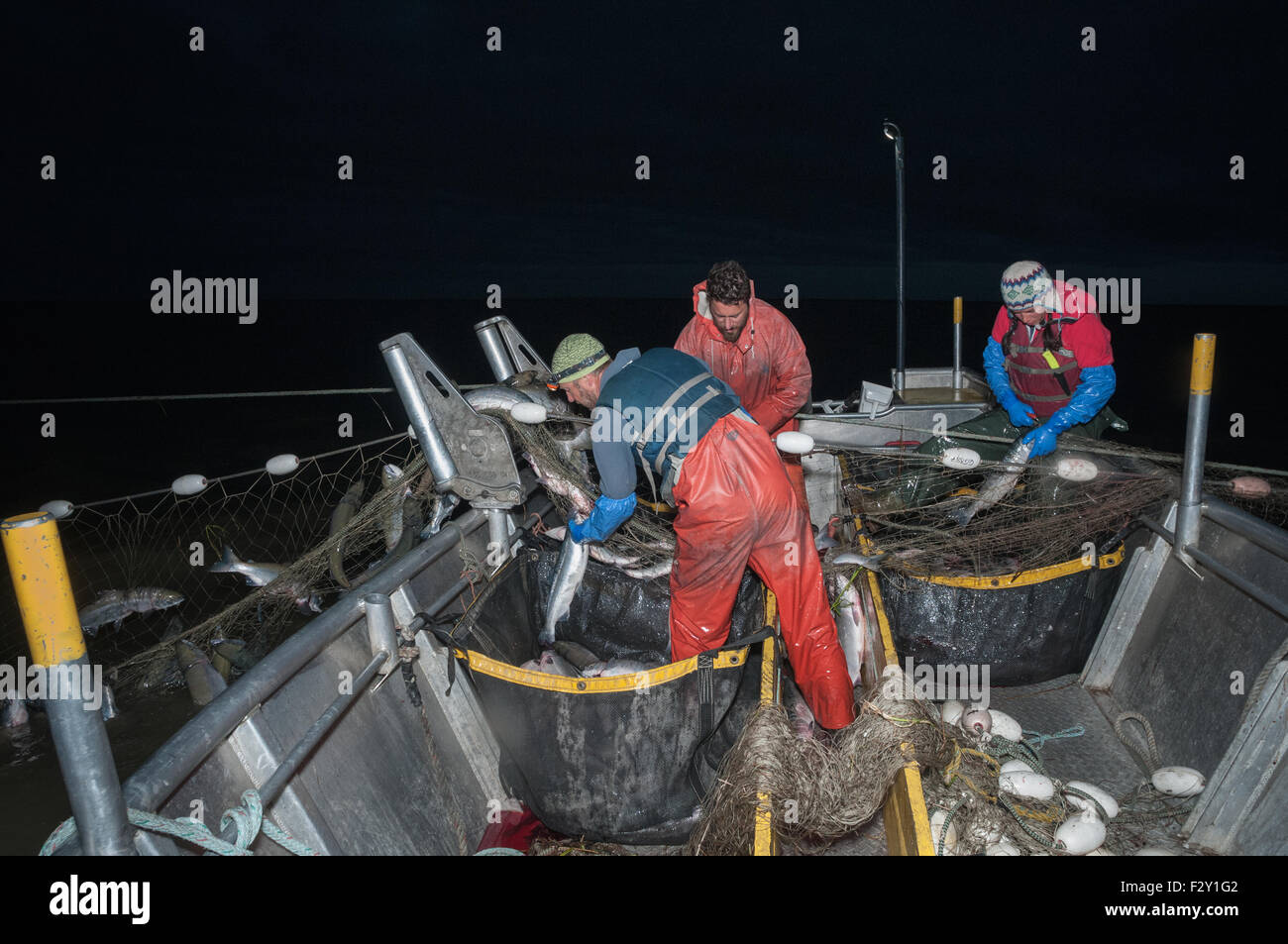 Fishermen haul in set gill net to harvest sockeye salmon. Graveyard ...