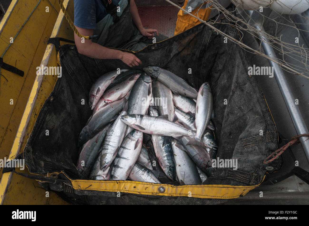 Sockeye salmon caught on set gill net. Graveyard Point, Bristol Bay ...